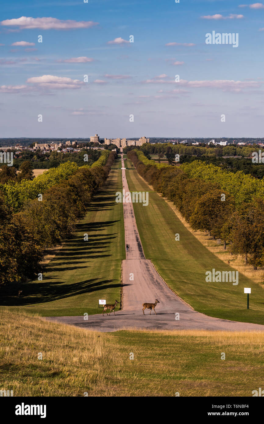 Windsor Great Park - The Long Walk Stock Photo - Alamy