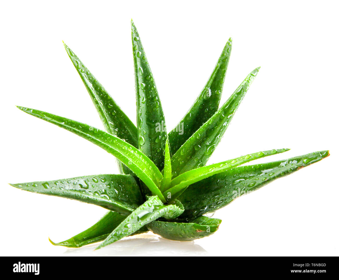 Aloe vera plant isolated on white background Stock Photo - Alamy