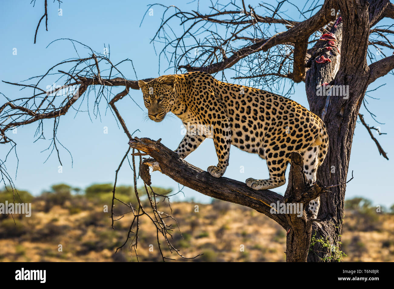 Spotted african leopard feeding Stock Photo - Alamy