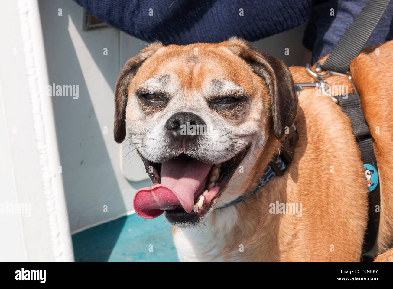 Beagle pug mix hi-res stock photography and images - Alamy
