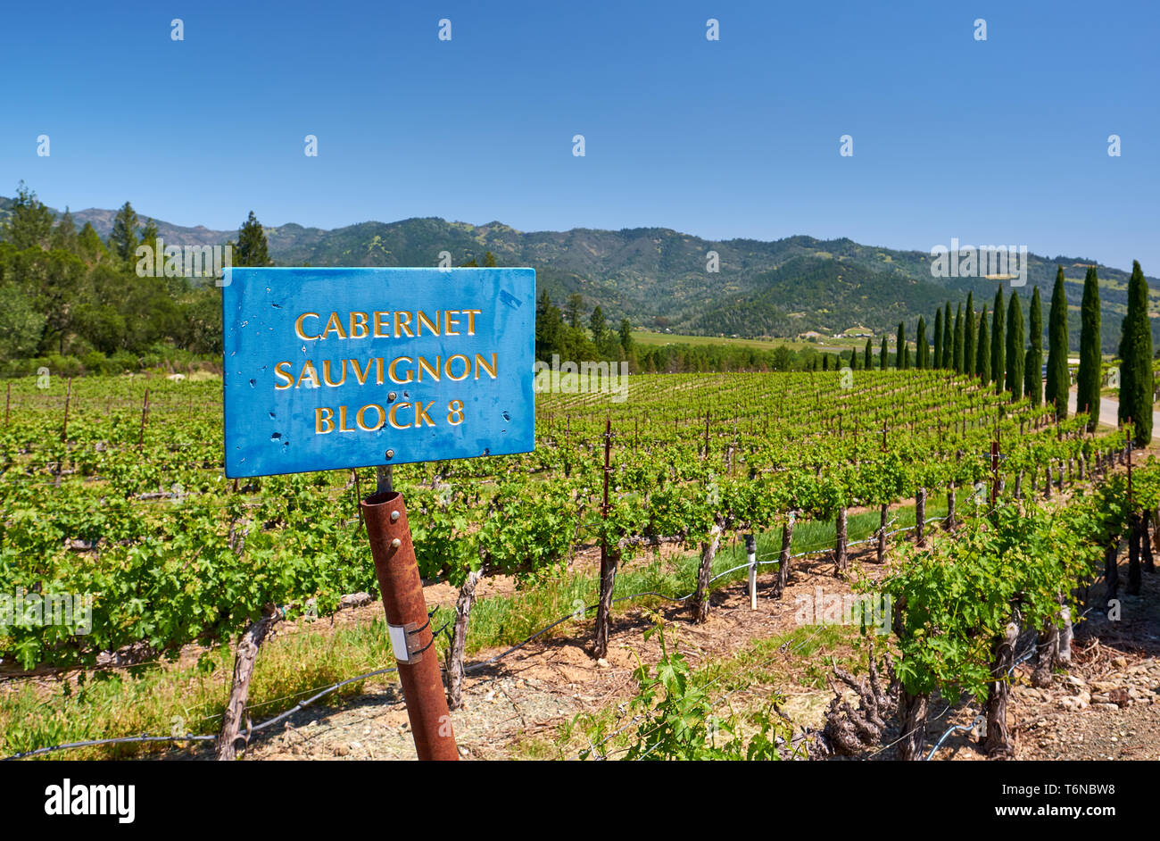Grape cabernet hi-res stock photography and images - Alamy