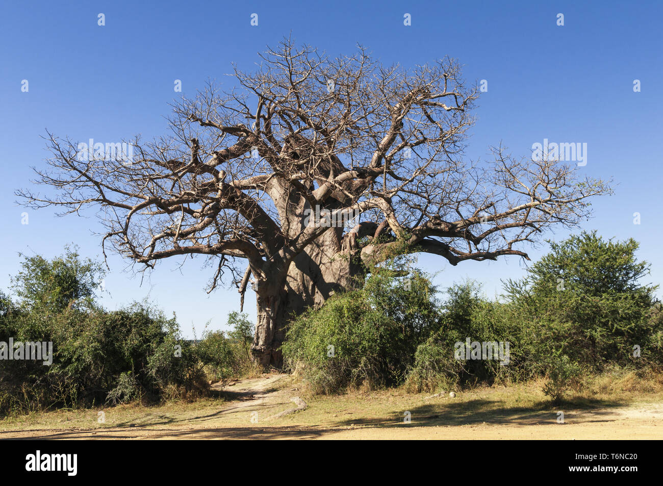 African baobab, Adansonia digitata Stock Photo - Alamy
