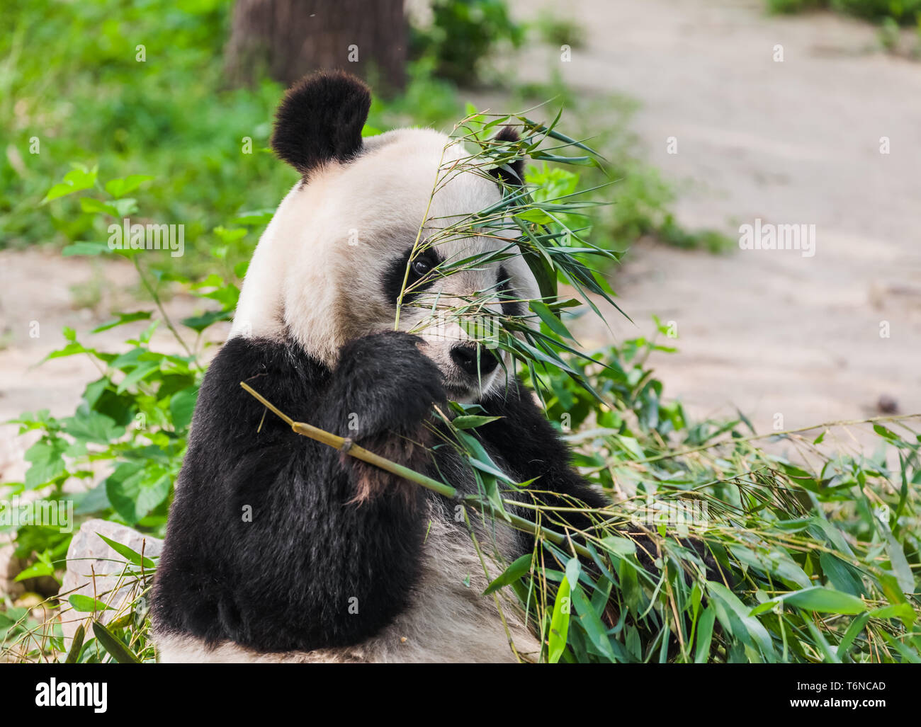 Giant panda eating bamboo Stock Photo - Alamy