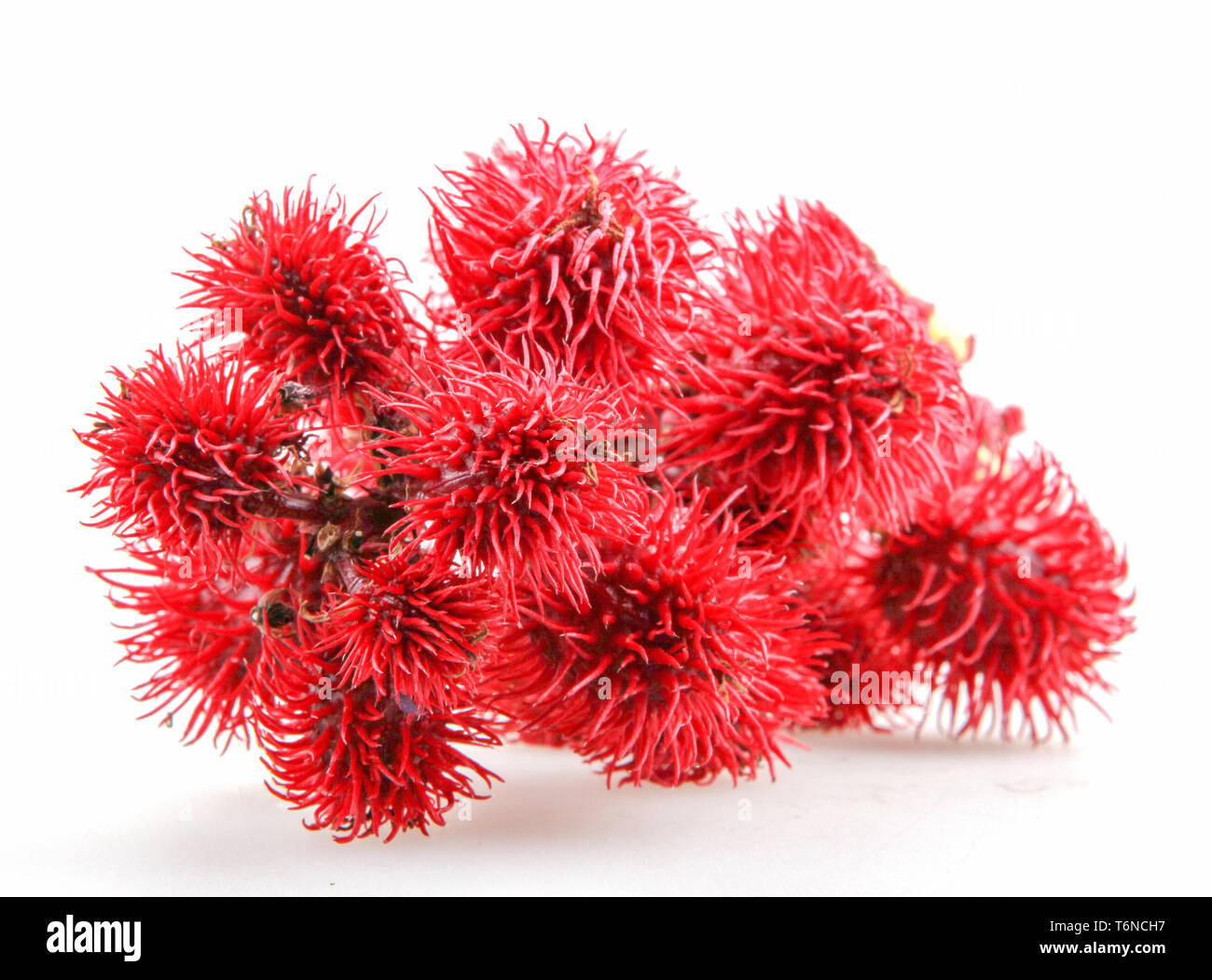 Castor oil plant flowers on white background Stock Photo - Alamy
