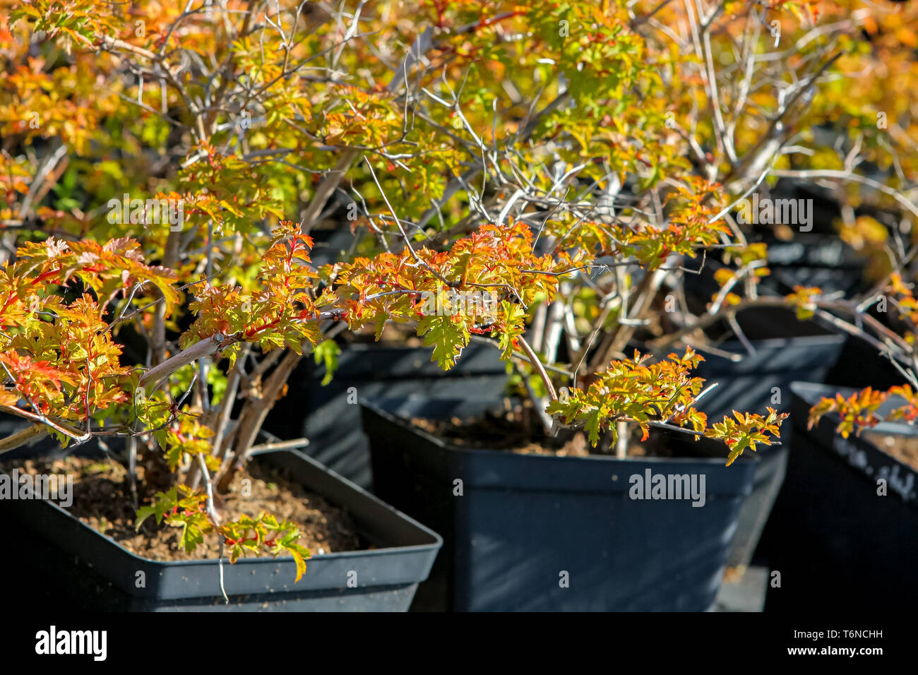 Very young plants hi-res stock photography and images - Alamy