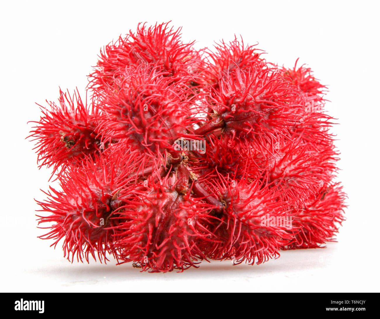 Castor oil plant flowers on white background Stock Photo - Alamy