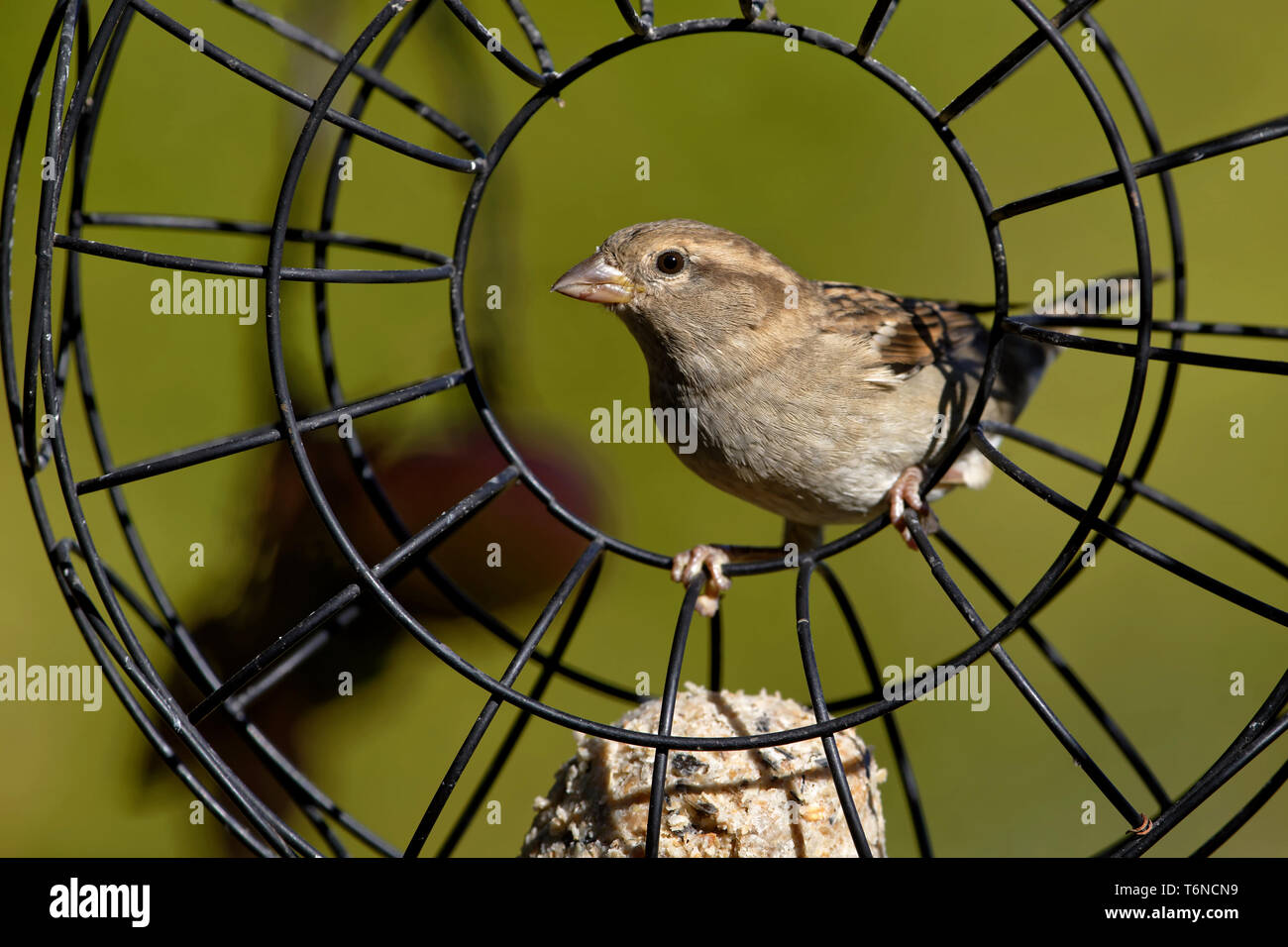 Fat house sparrow hi-res stock photography and images - Alamy