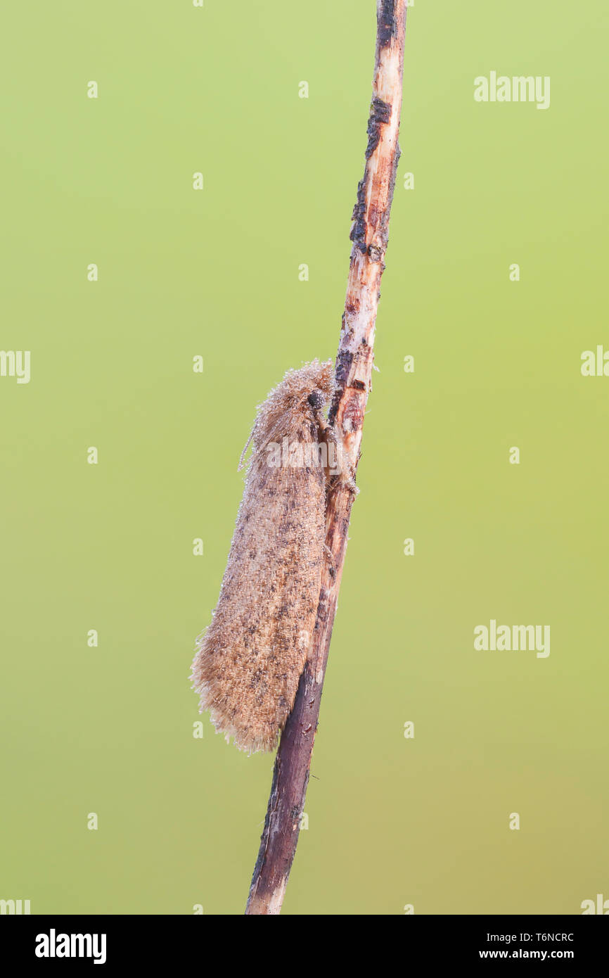 Moths moth hi-res stock photography and images - Alamy