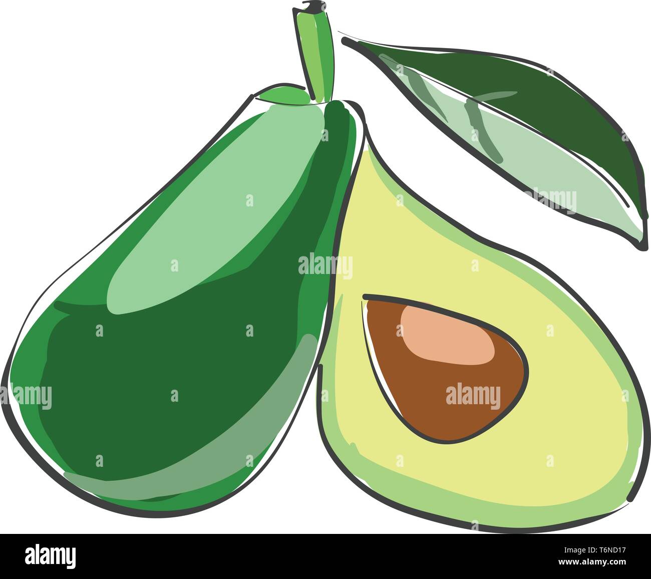 A small sliced avocado with green leaves vector color drawing or ...