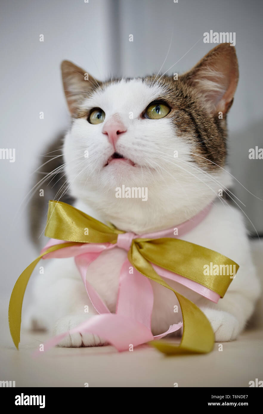 Cat with a bow hi-res stock photography and images - Alamy
