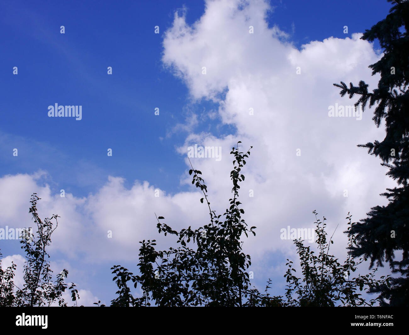 Bright blue sky in Germany and the branches of a tree Stock Photo - Alamy