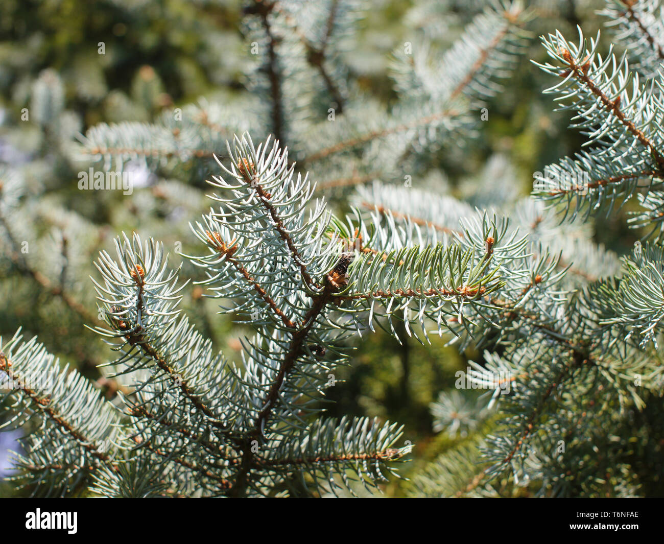 the branches of conifer tree in closeup Stock Photo - Alamy