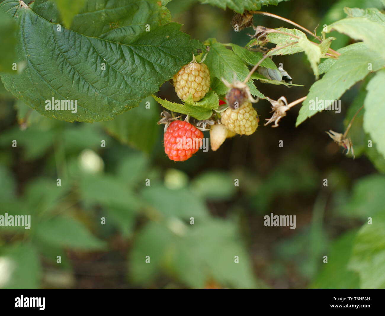 Raspberry bush thorn branch hi-res stock photography and images - Alamy