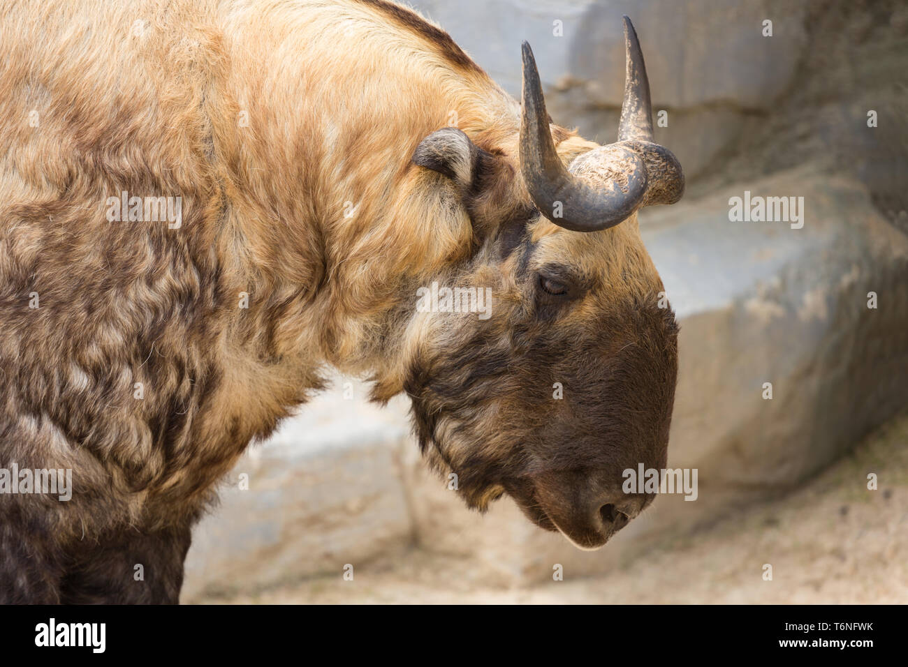 Takin also known as the gnu goat. Wildlife animal Stock Photo - Alamy