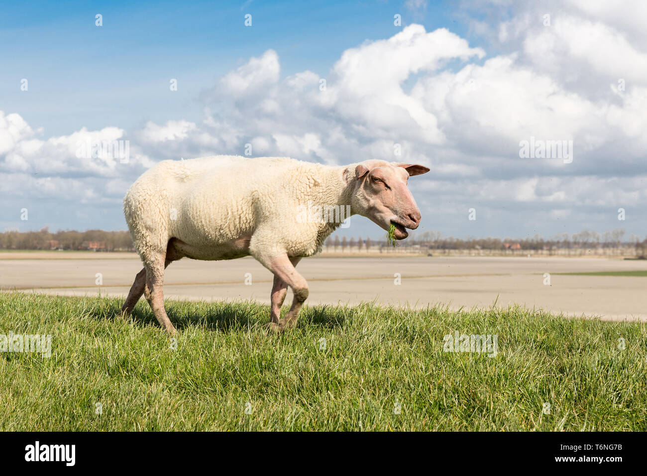 Rouge sheep hi-res stock photography and images - Alamy