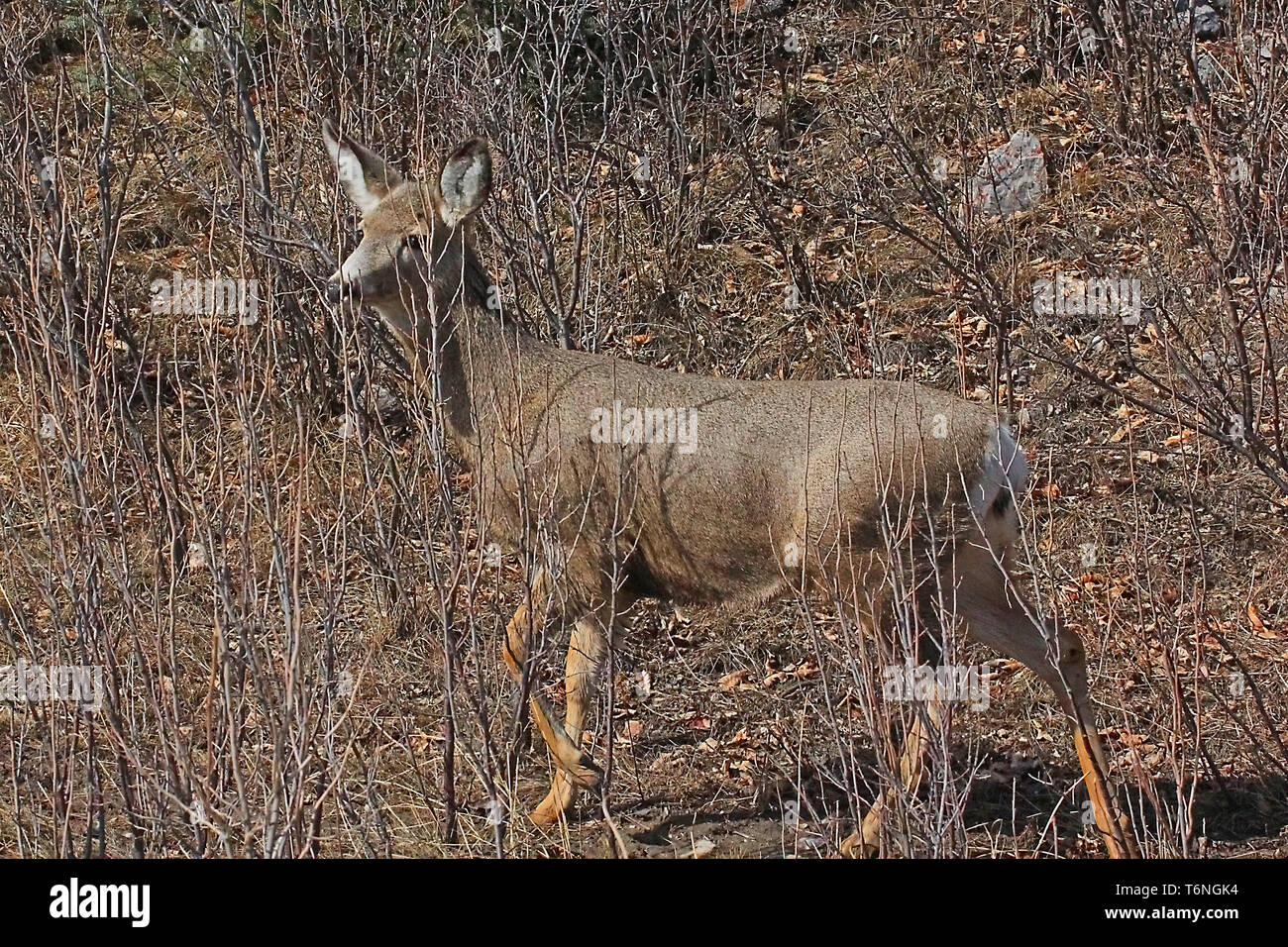 Canadian Prairies Animals