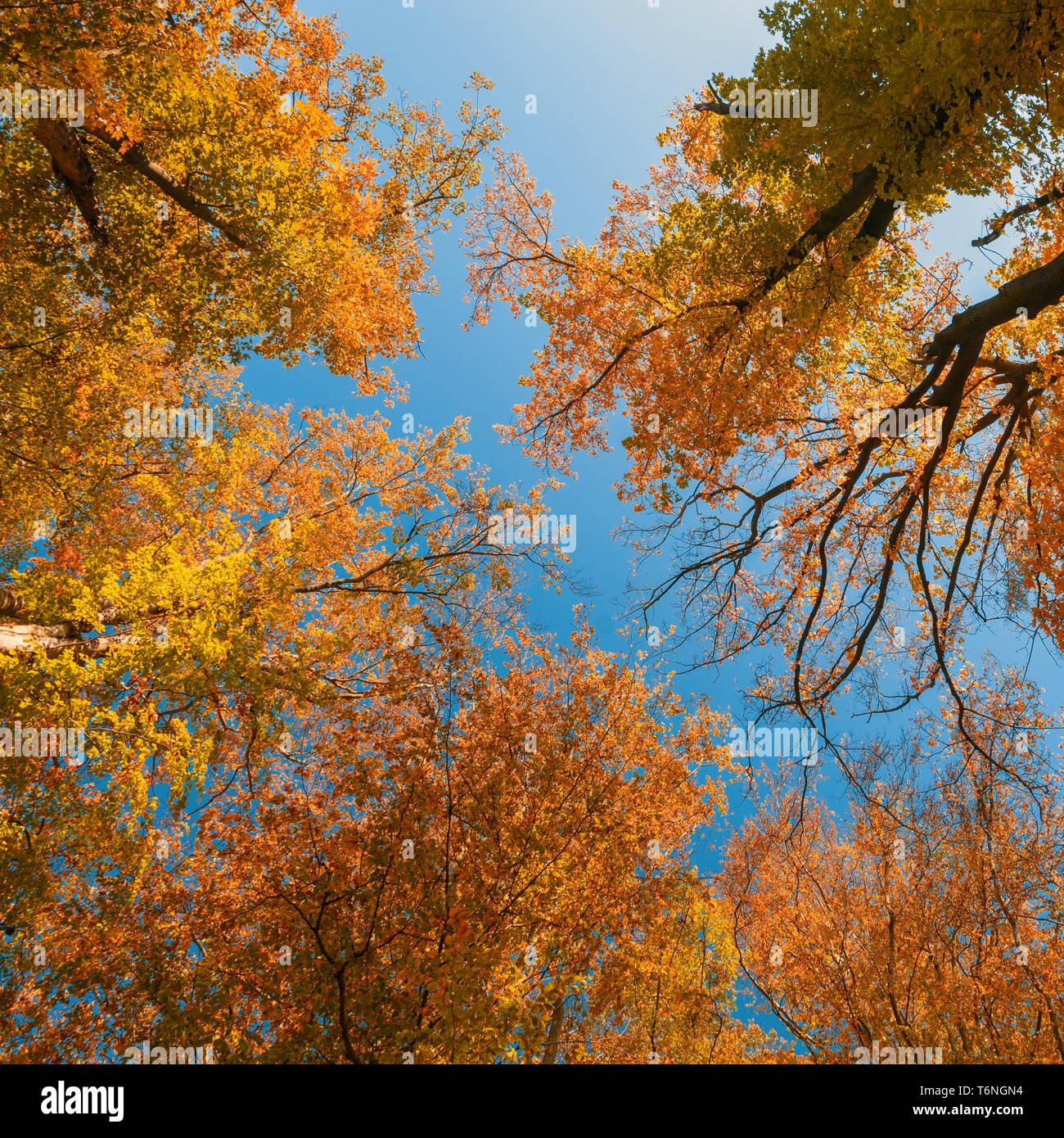 Tree top in fall hi-res stock photography and images - Alamy