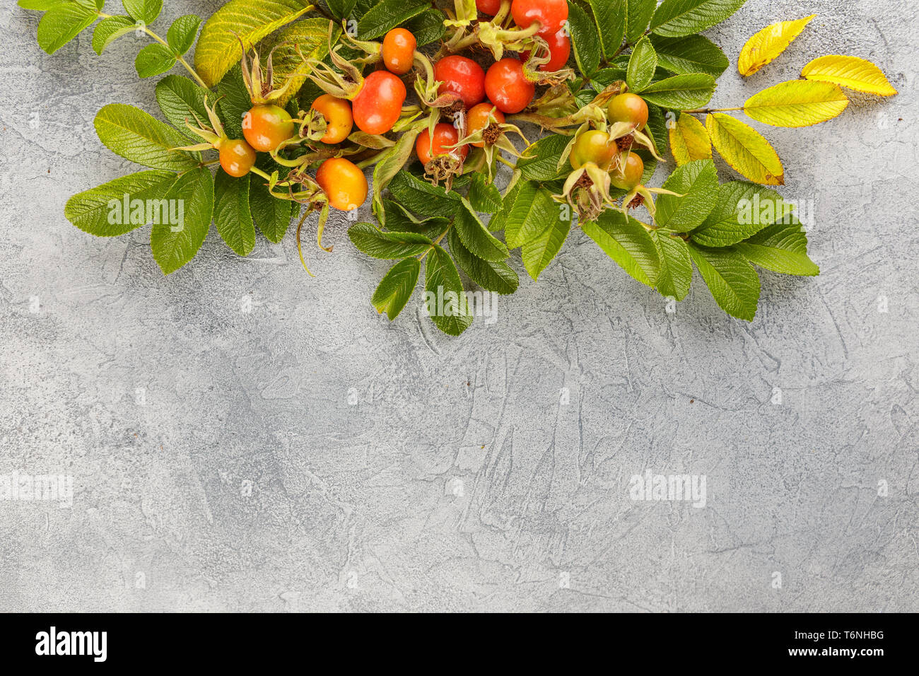 Canker ros hi-res stock photography and images - Alamy