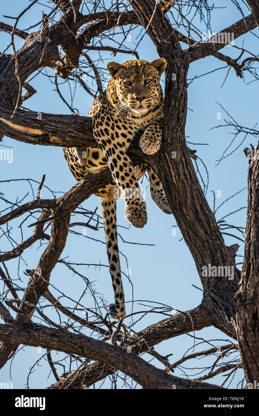 Leopard tail hi-res stock photography and images - Alamy