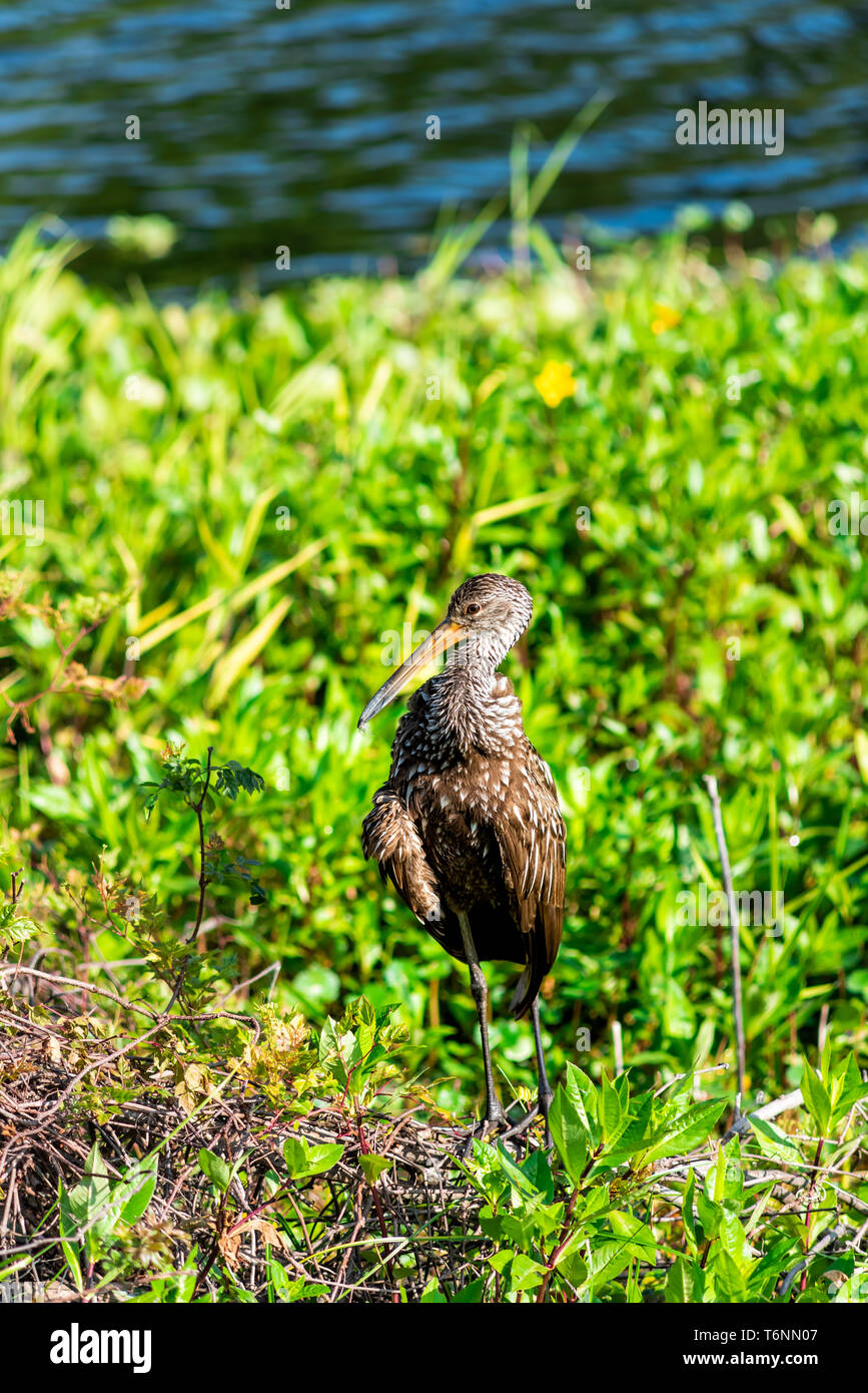 Florida Marsh Bird High Resolution Stock Photography and Images - Alamy