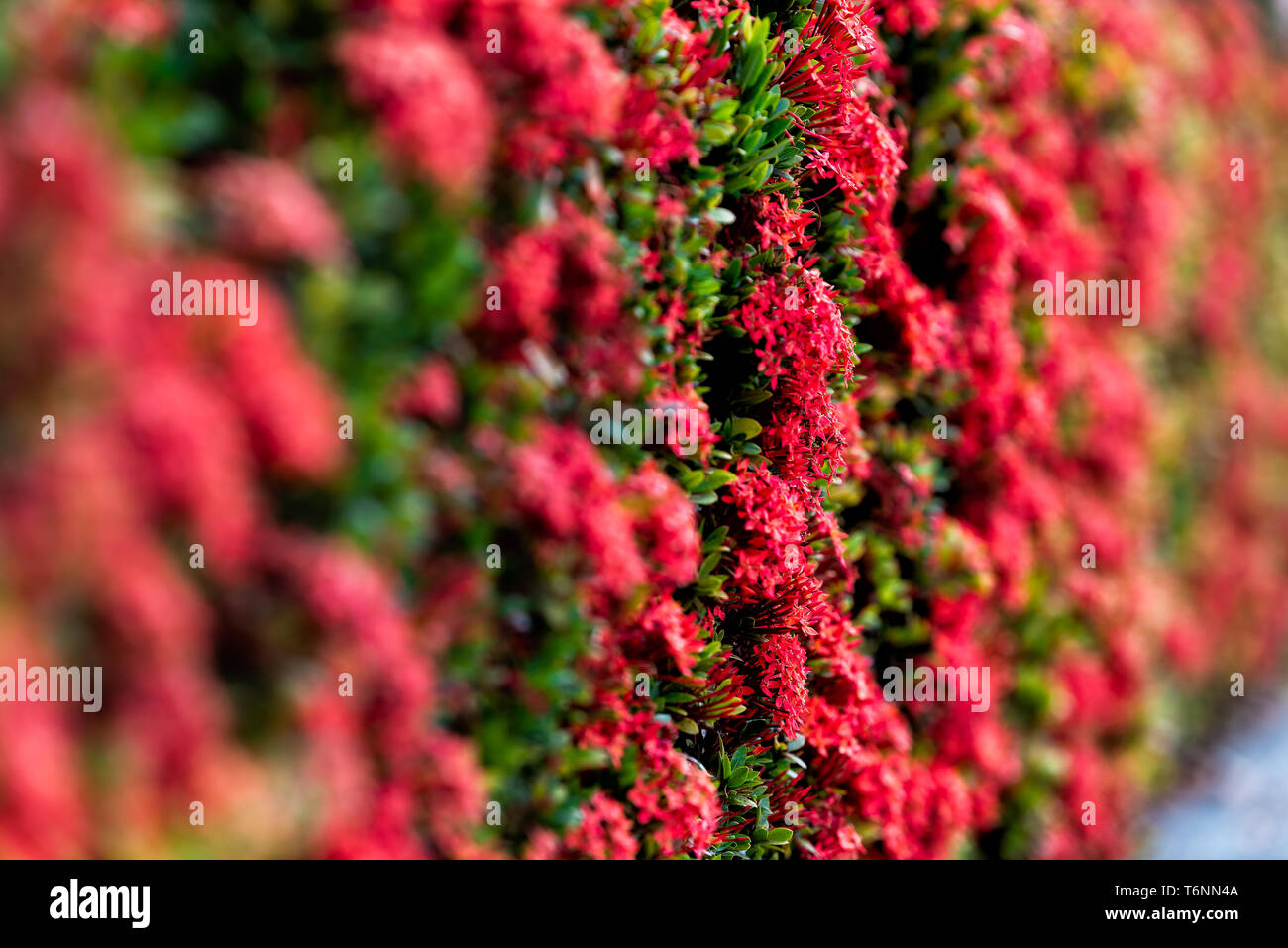 Ixora plant hi-res stock photography and images - Alamy