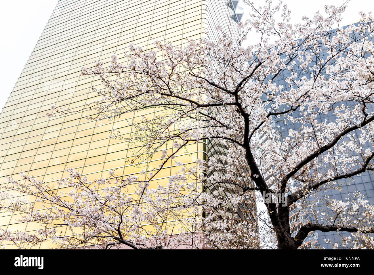 Pink cherry blossom sakura tree isolated against modern building ...