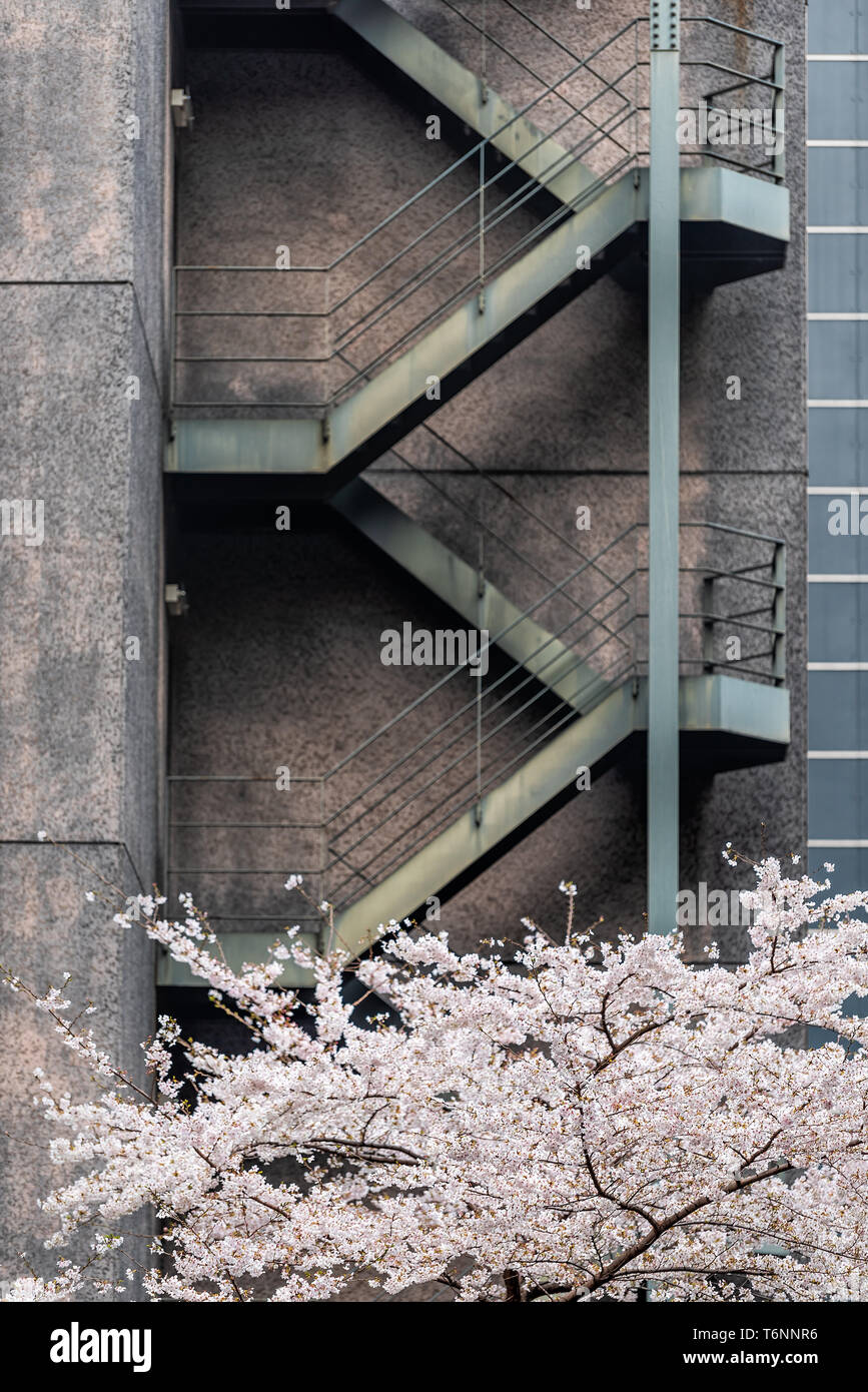 Pink cherry blossom sakura tree by modern building stairway vertical ...