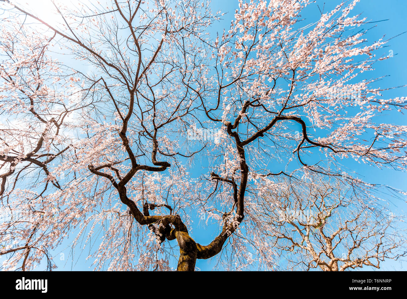 Looking up at cherry blossom sakura tree isolated against sky wide ...