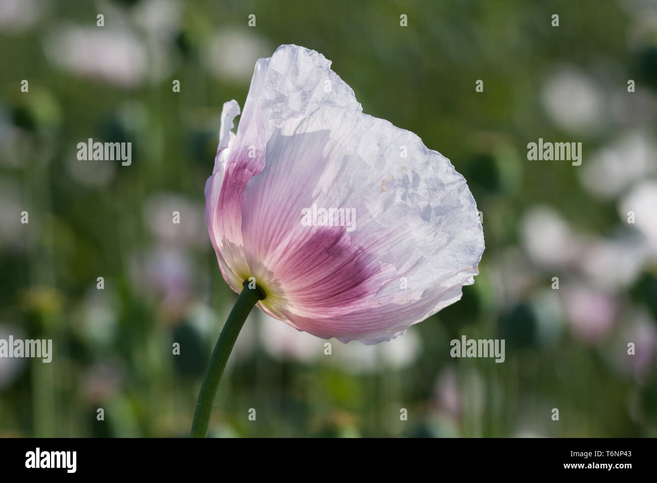 Lovely transparent white poppy in the bright sunlight Stock Photo - Alamy