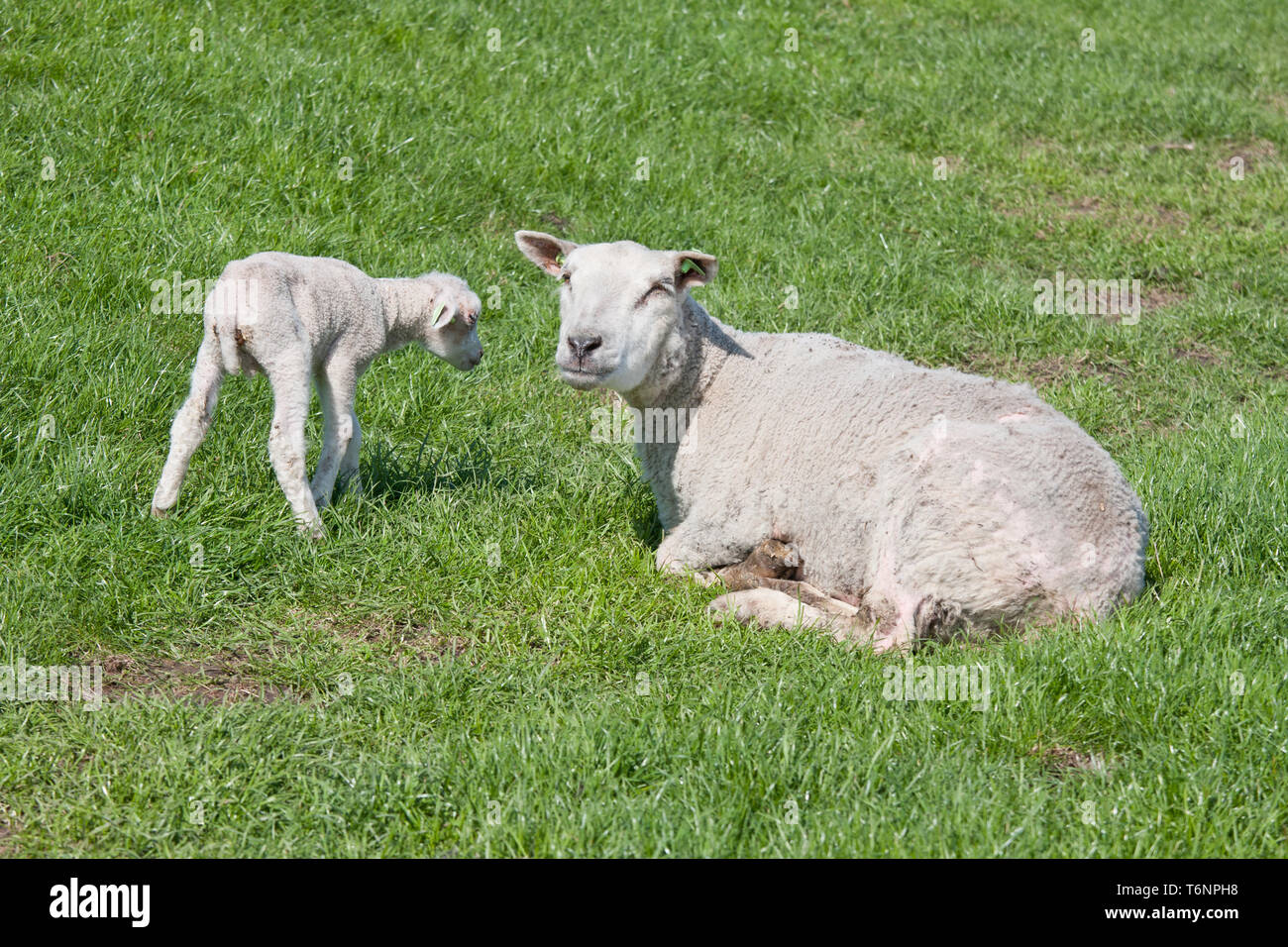 Sheep with her lamb Stock Photo - Alamy