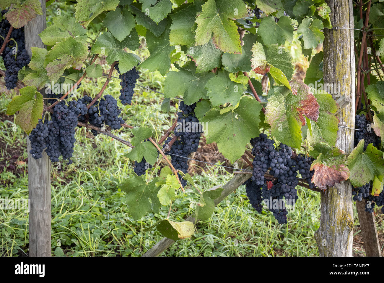 Red vineyard hi-res stock photography and images - Alamy