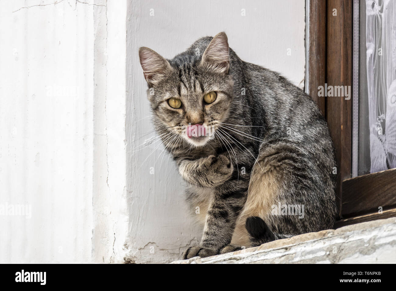 a cute cat outside at the window Stock Photo - Alamy