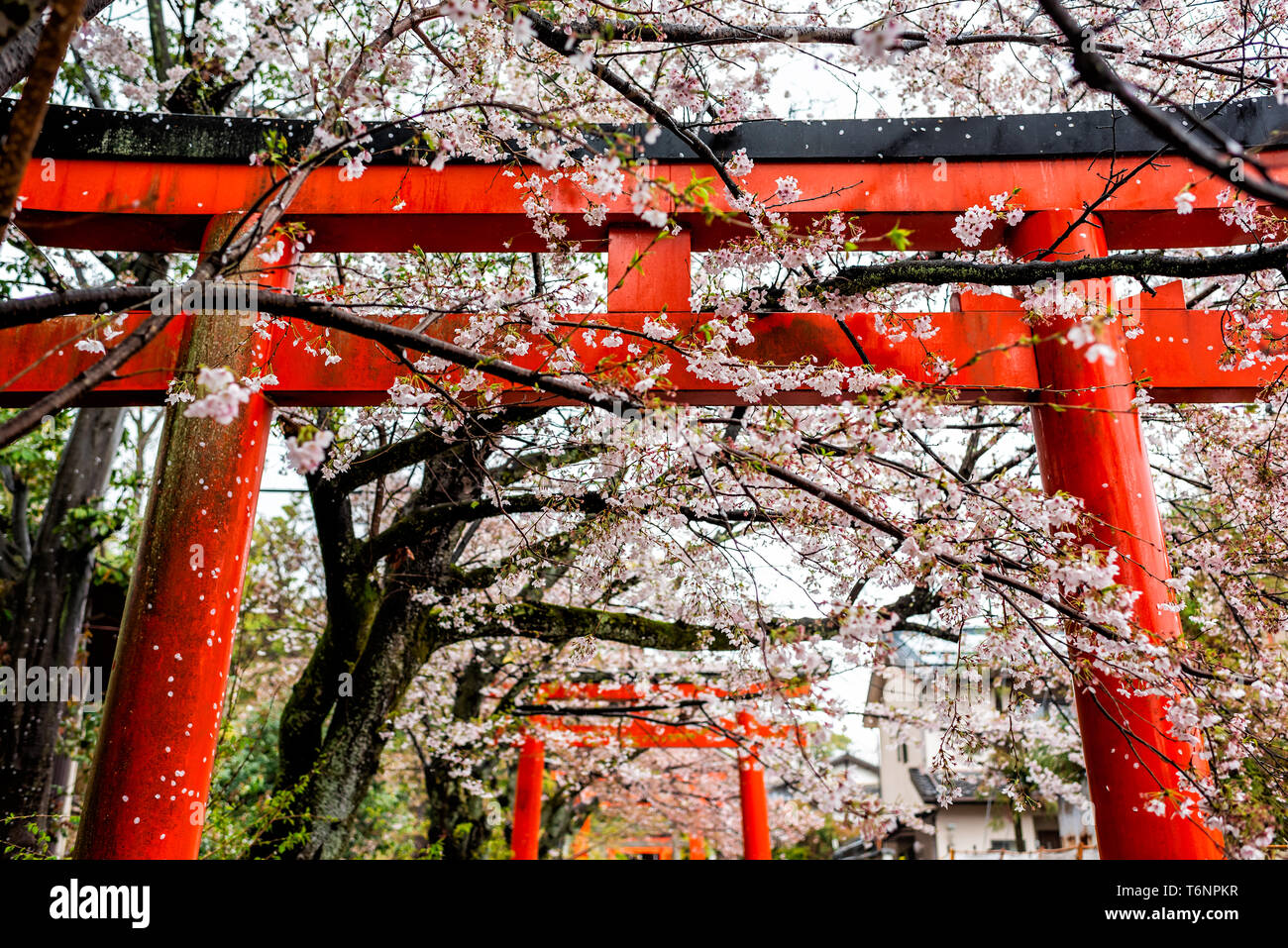 Cherry blossoms tunnel hi-res stock photography and images - Alamy