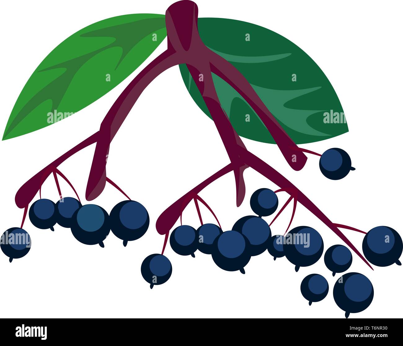 Leaves on branches tree Stock Vector Images - Alamy