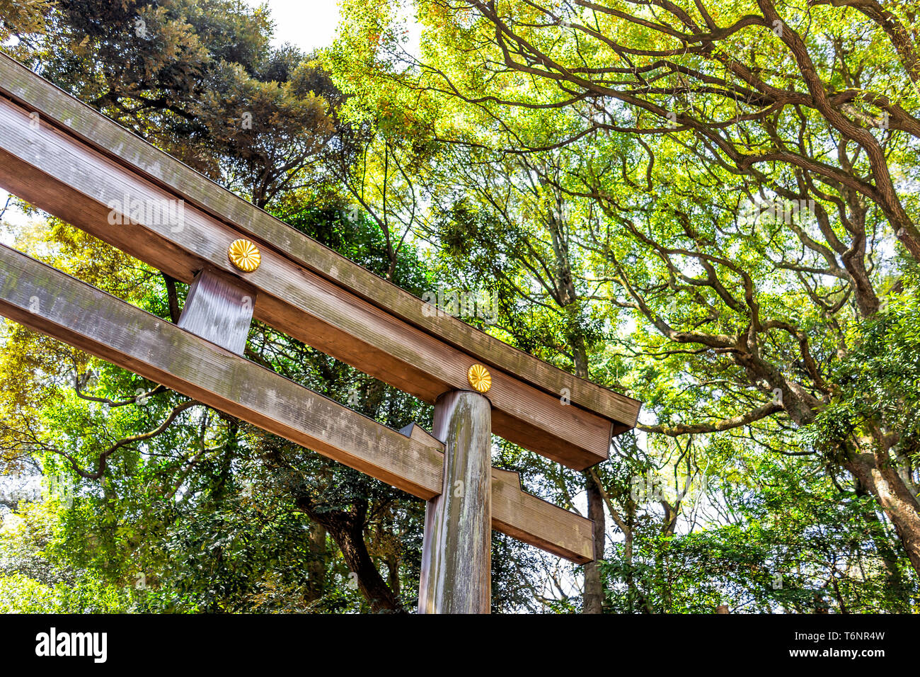 Torii yoyogi park meiji jingu shinto shrine hi-res stock photography ...