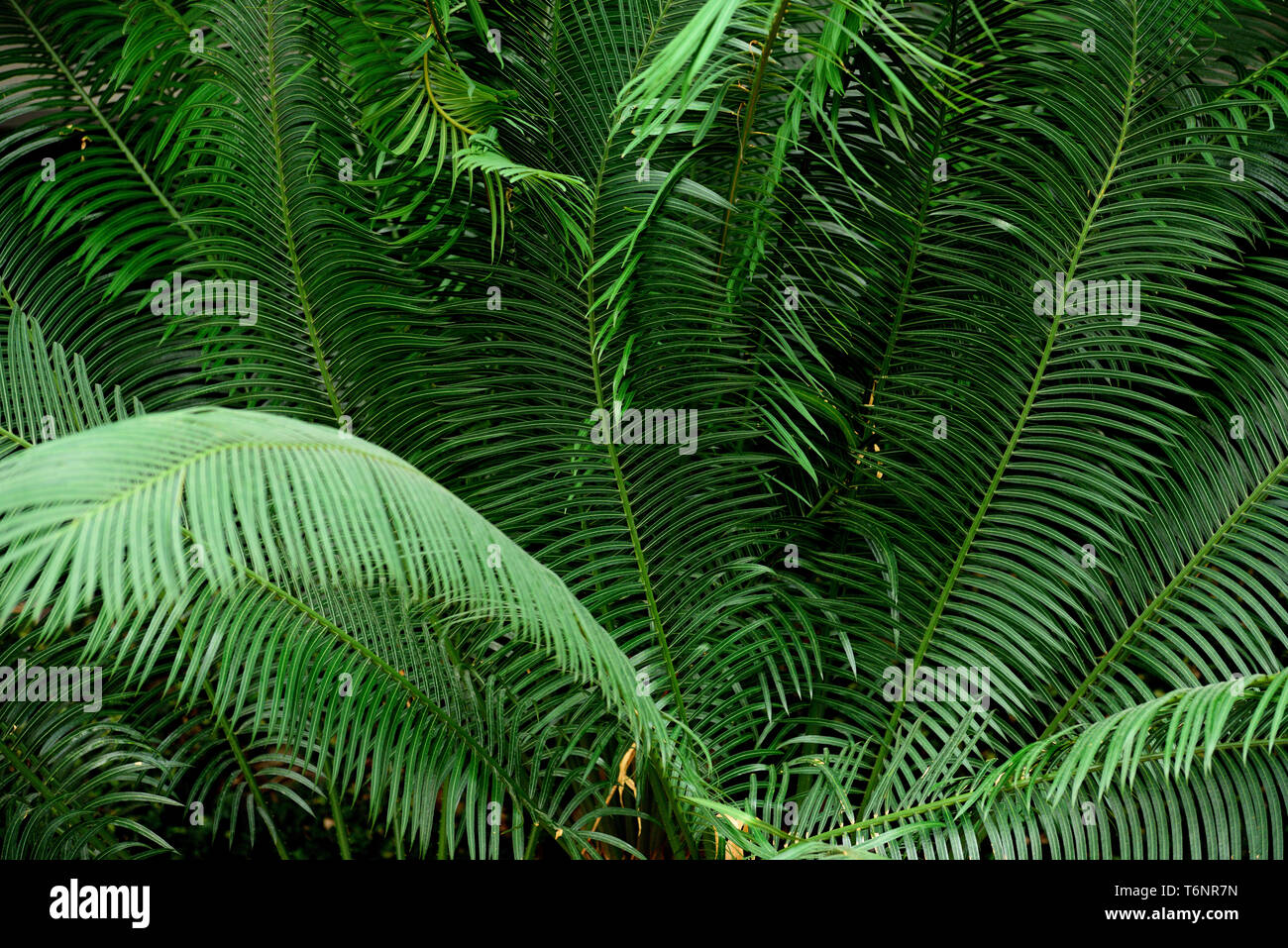 Deep green tropical palm frond leaves with exotic shapes and textures ...