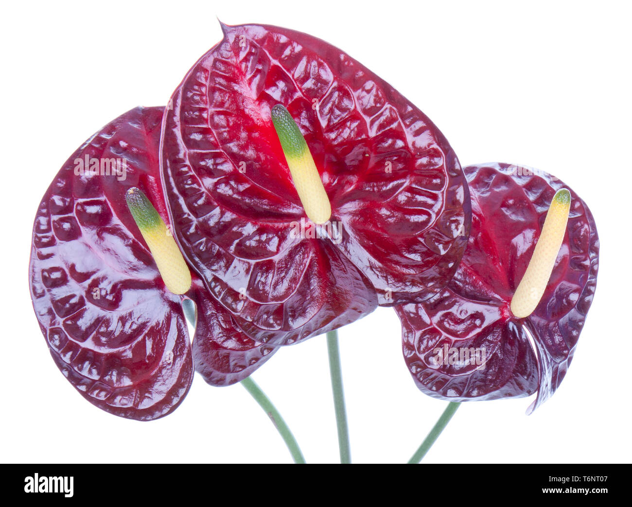 Black queen anthurium hi-res stock photography and images - Alamy
