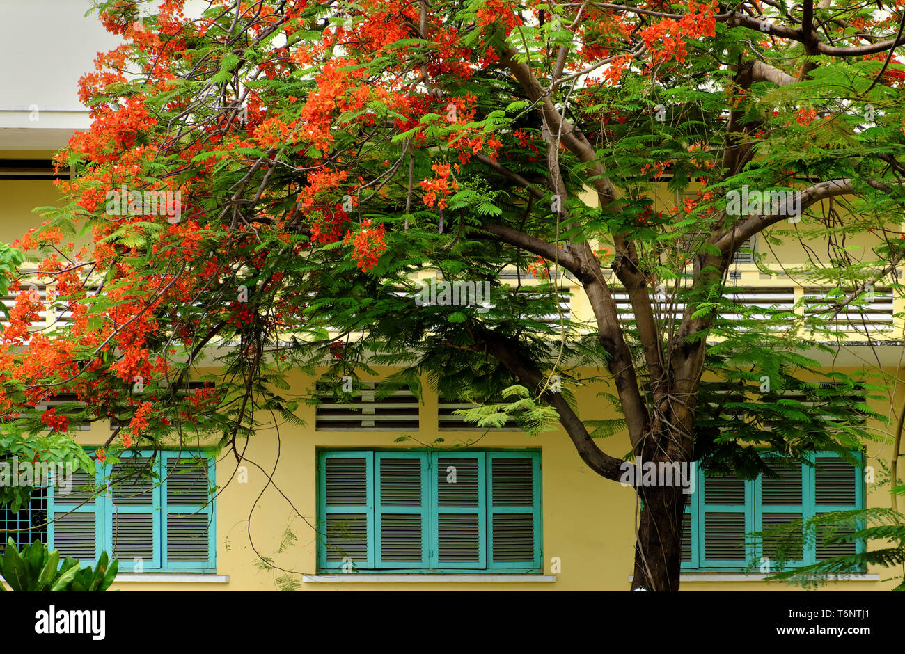 Flamboyant tree in school yard bloom red phoenix flower on wooden ...