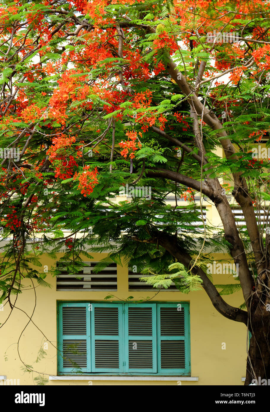 Red phoenix flower hi-res stock photography and images - Alamy