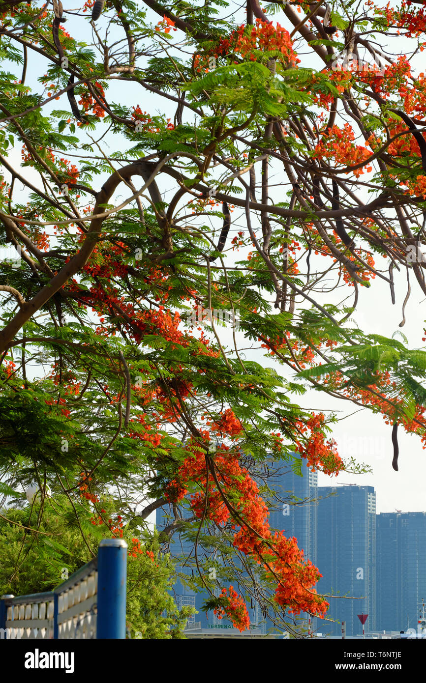 Flamboyant tree, phoenix flower, an urban tree that bloom bright red ...