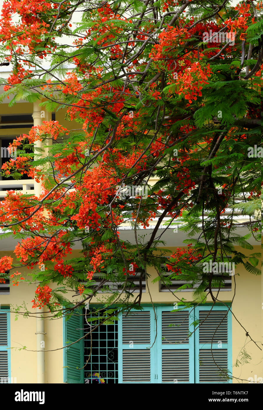 Flamboyant tree in school yard bloom red phoenix flower among green ...