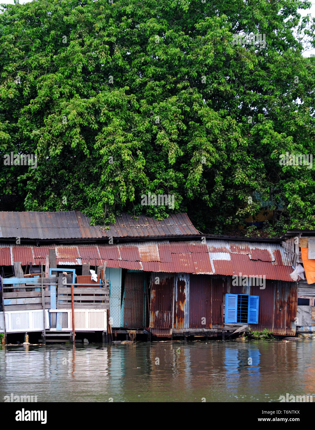 Amazing scene of riverside house under big tree with large canopy cover ...