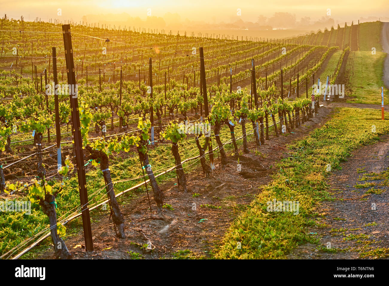 Napa valley vineyards sunrise hi-res stock photography and images - Alamy