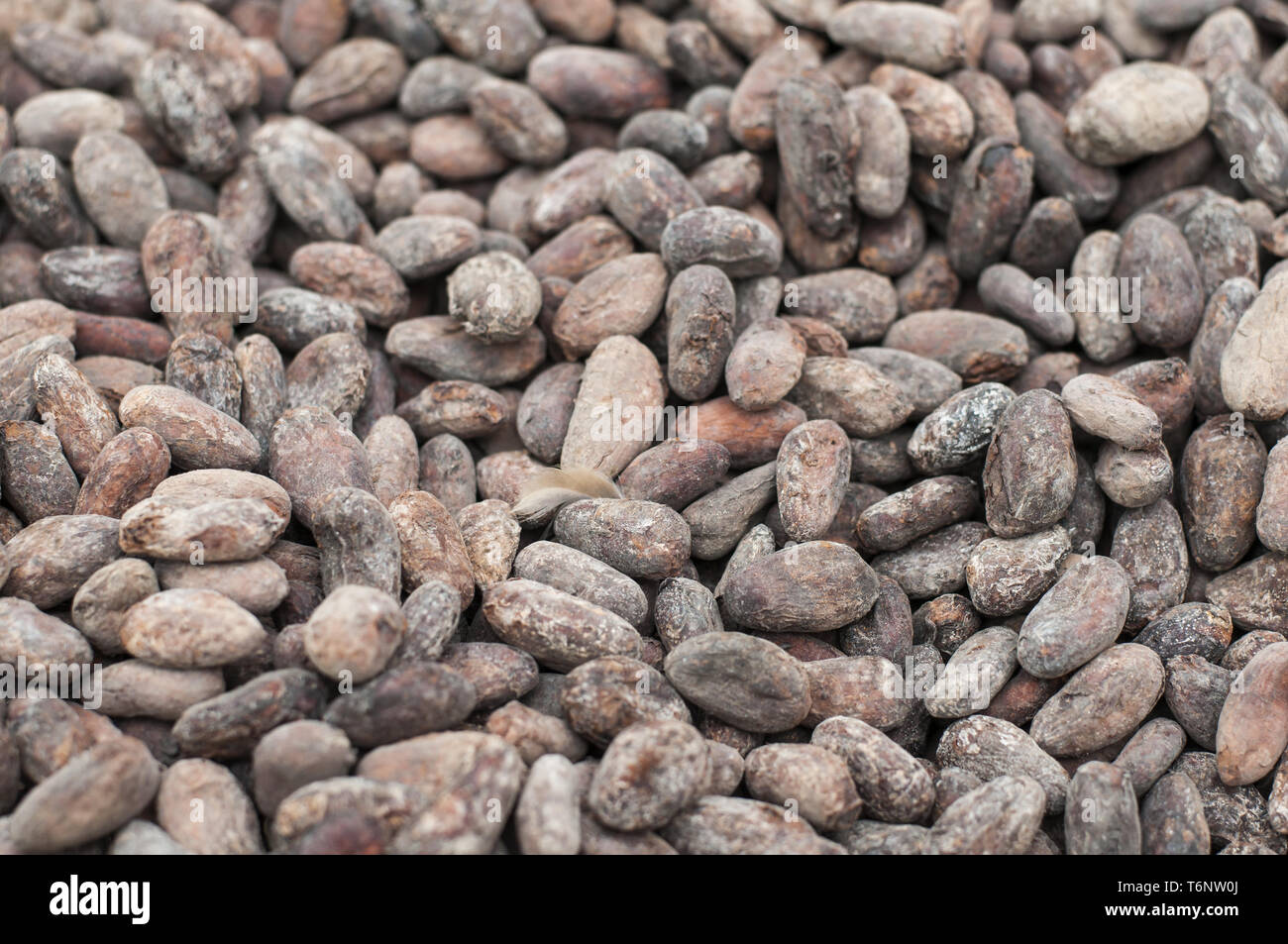 Dried cocoa fruits, fermentation Stock Photo - Alamy