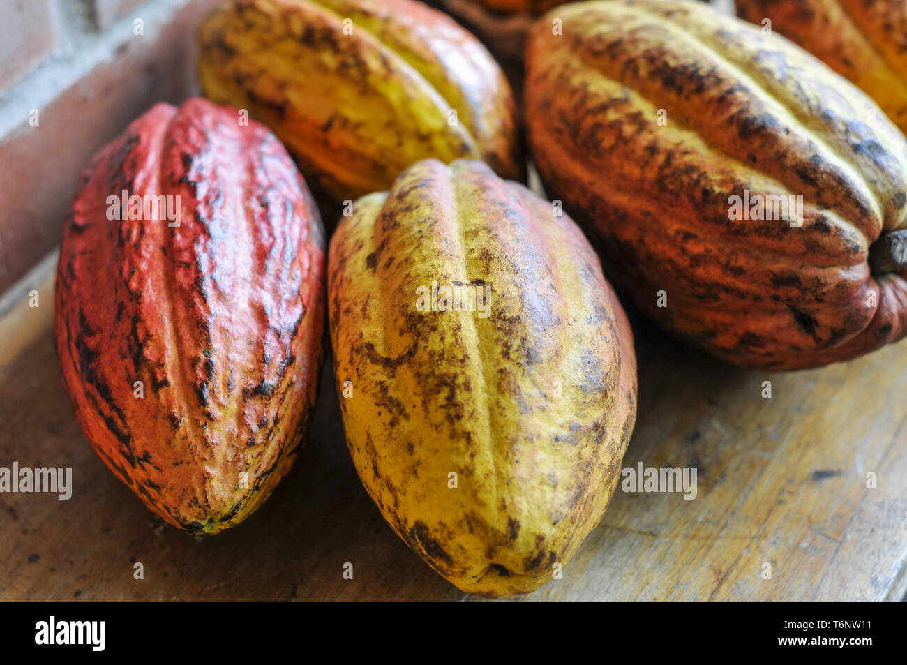 Ripe red and yellow cocoa fruits Stock Photo - Alamy