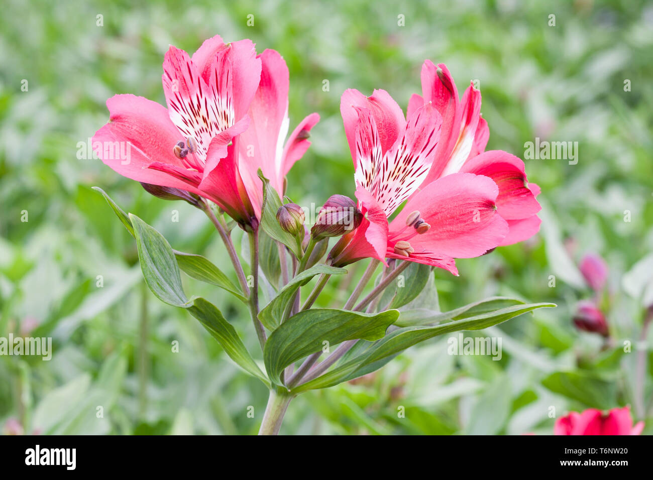 Beautiful alstroemeria flowers in hi-res stock photography and images ...