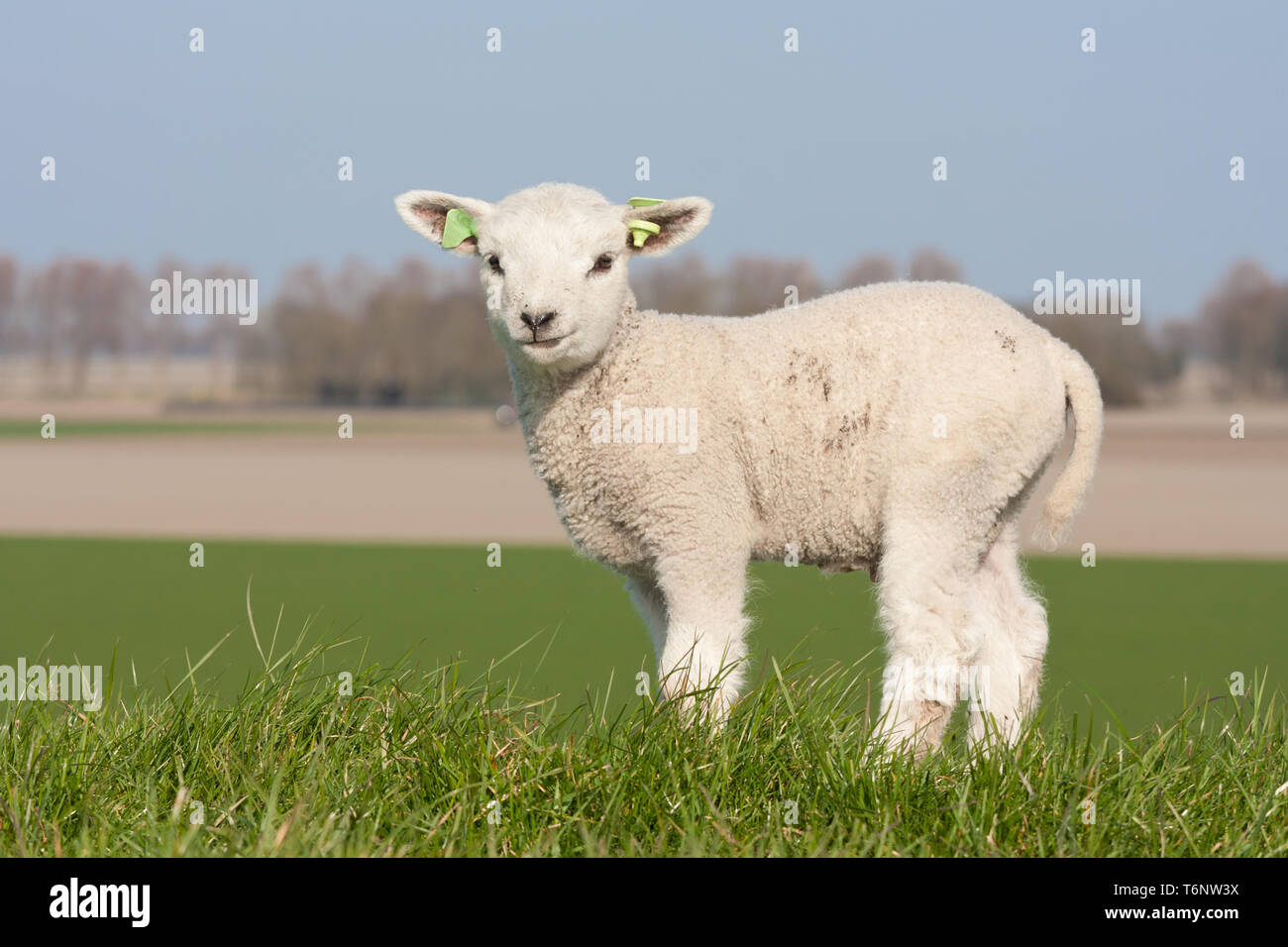 Cute lamb hi-res stock photography and images - Alamy