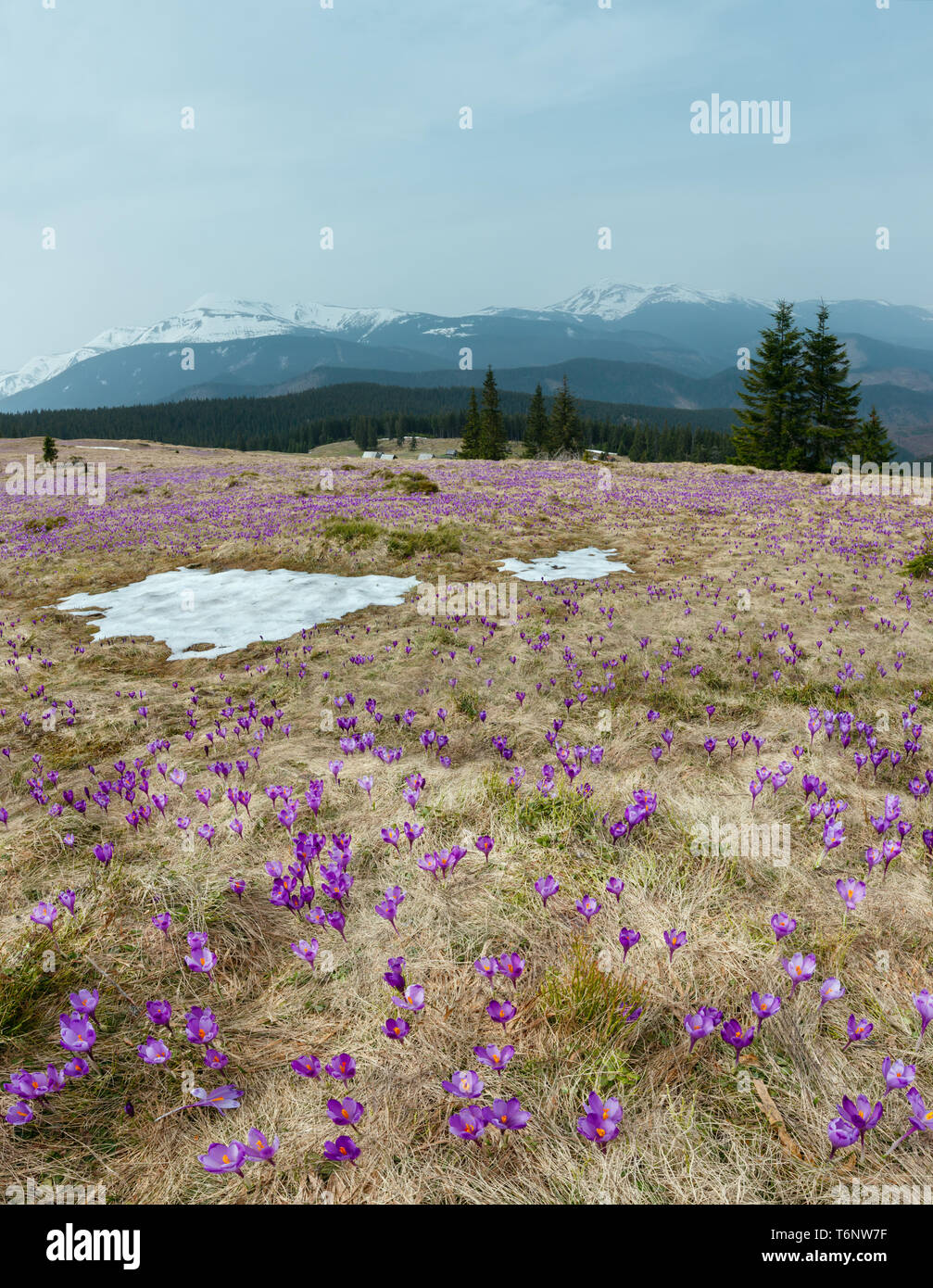 Purple Crocus flowers in spring mountain Stock Photo - Alamy