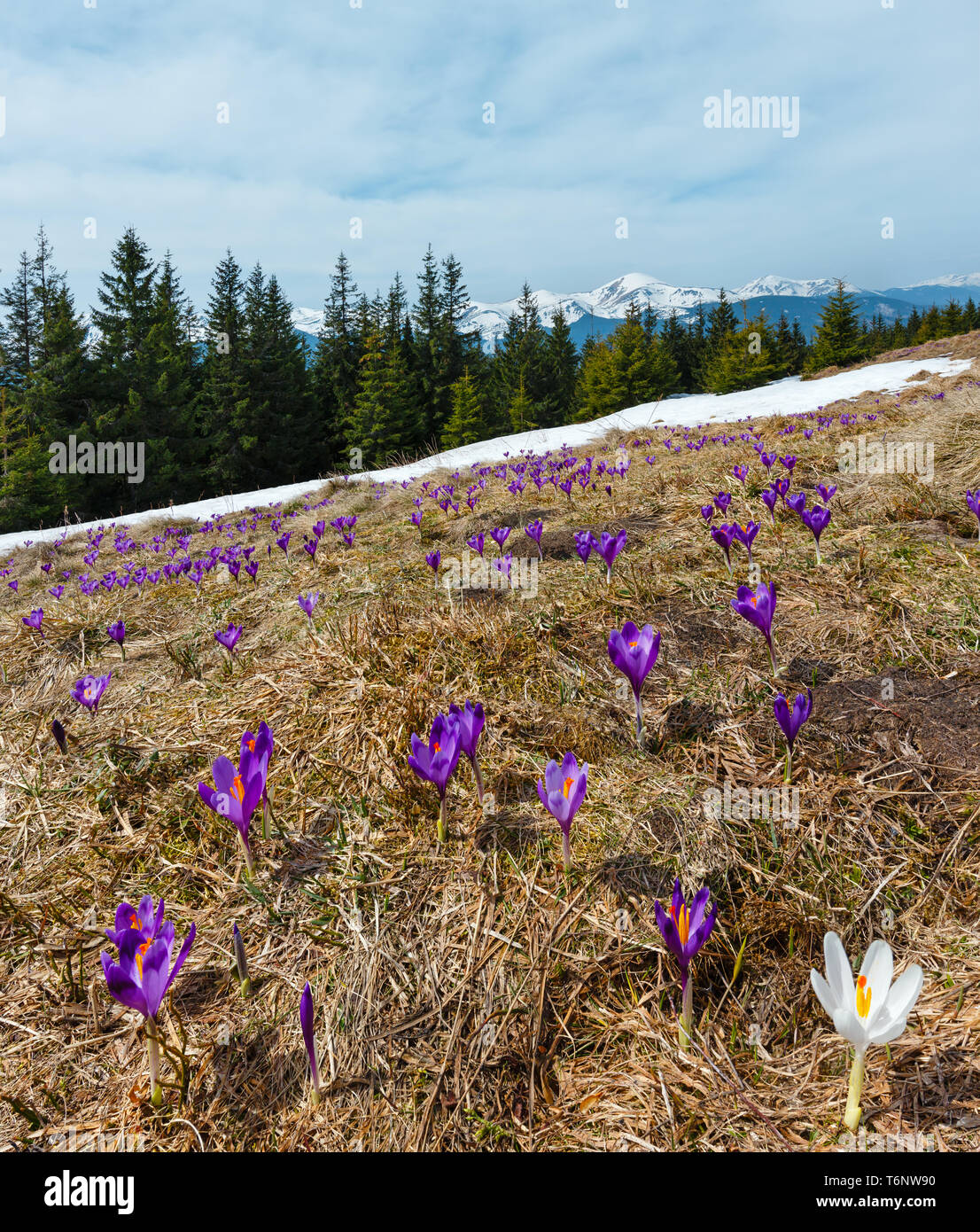 Purple Crocus flowers on spring mountain Stock Photo - Alamy