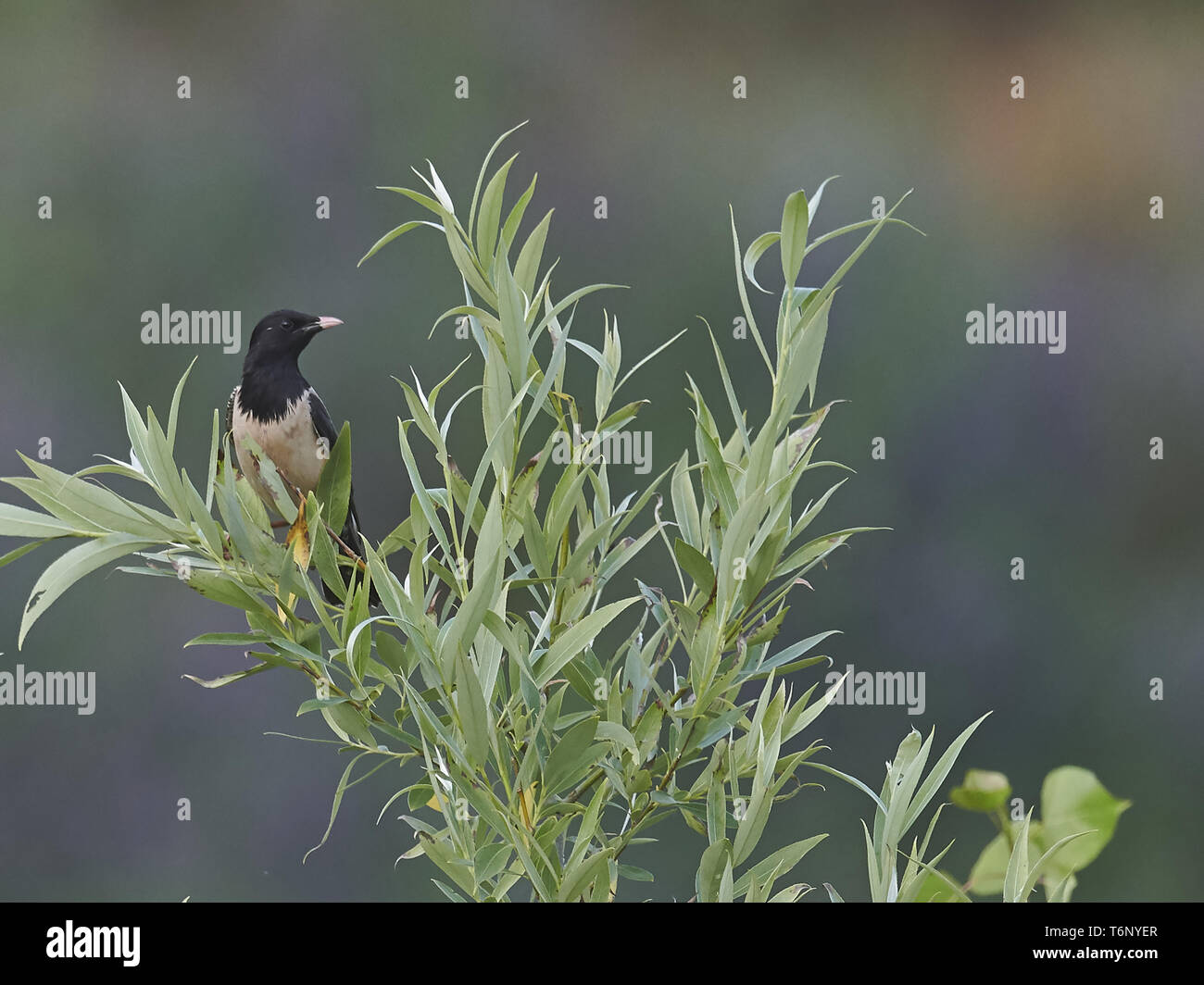 Rosy starling pastor roseus hi-res stock photography and images - Alamy
